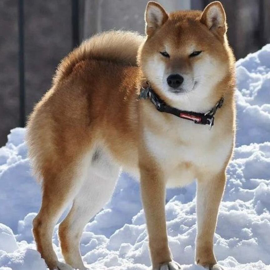 Сиба-ину, взрослый пёс