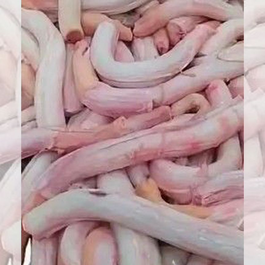 Бычий корень сырой