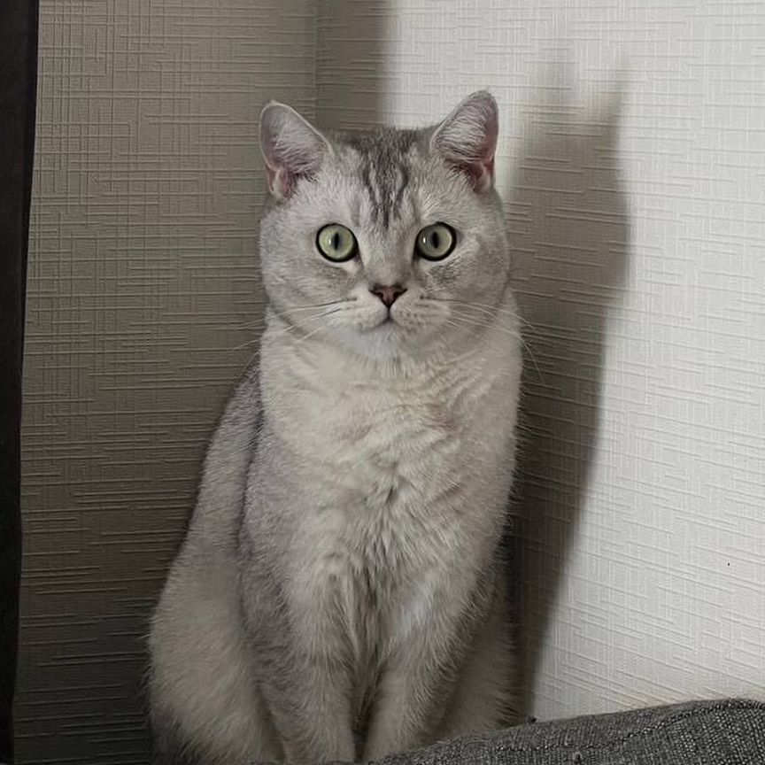 Отдам в добрые руки кота 2 года