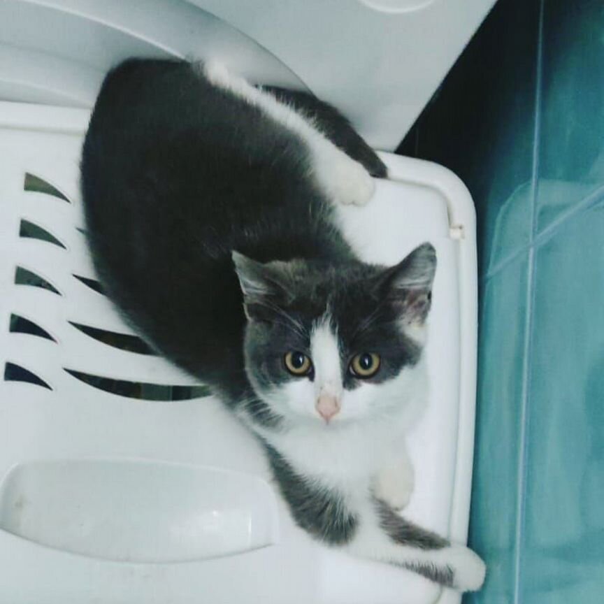 Коту очень нужен дом