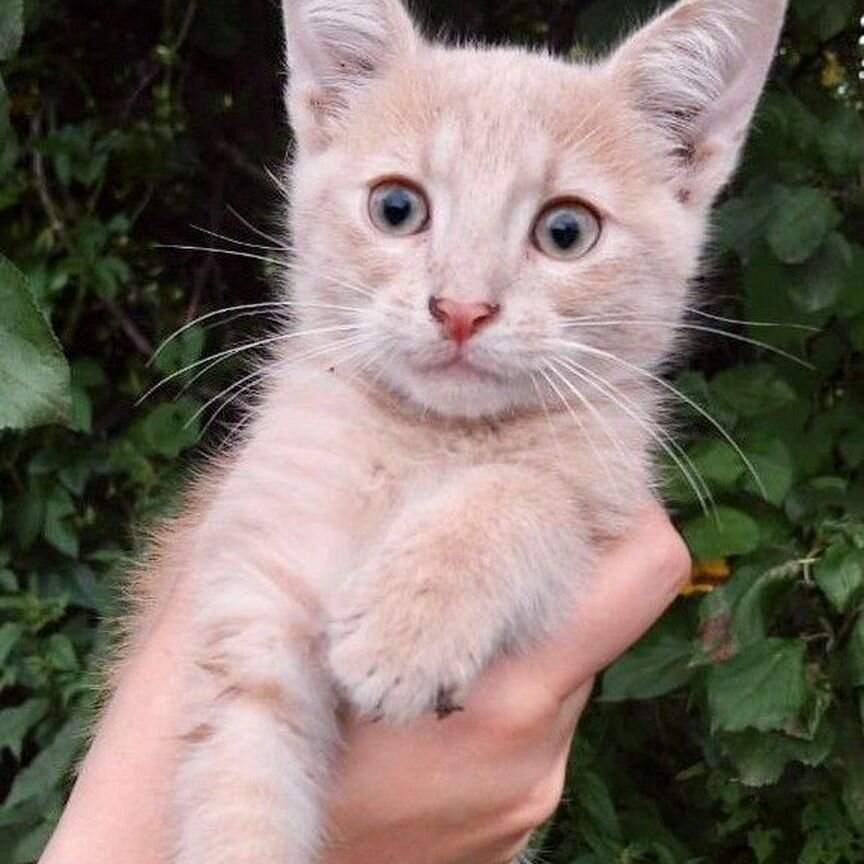 Рыжик в малиннике и девчата(2 мес.)в добрые руки