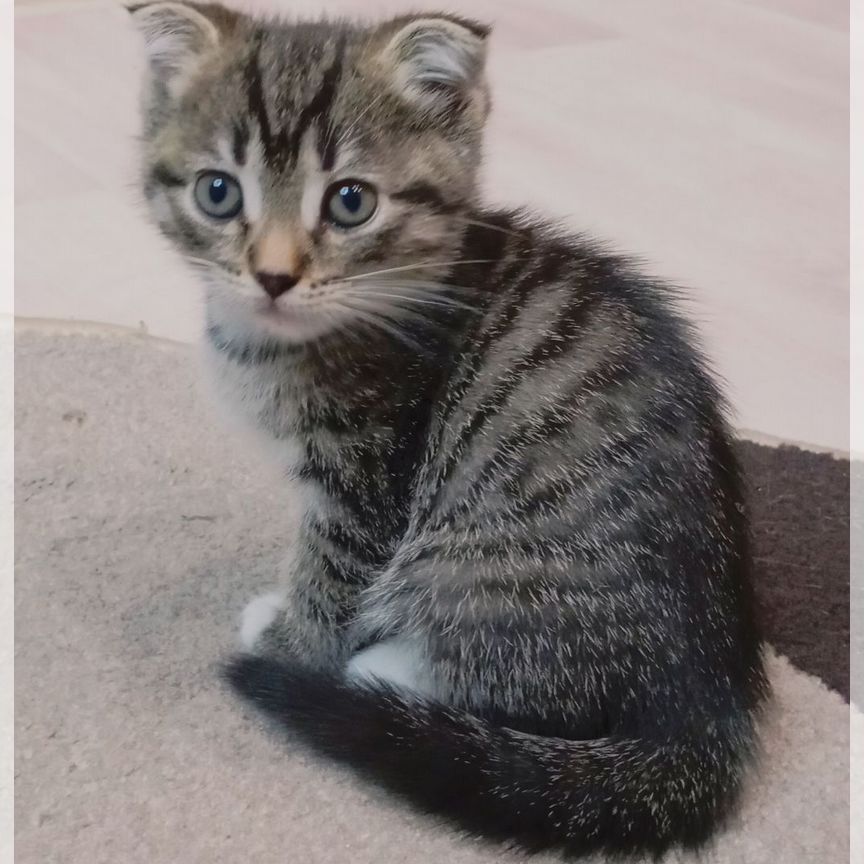 Котёнок в добрые руки