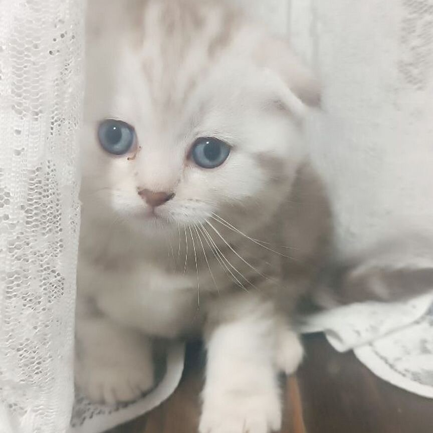 Шотландский вислоухий длинношёрстный котёнок