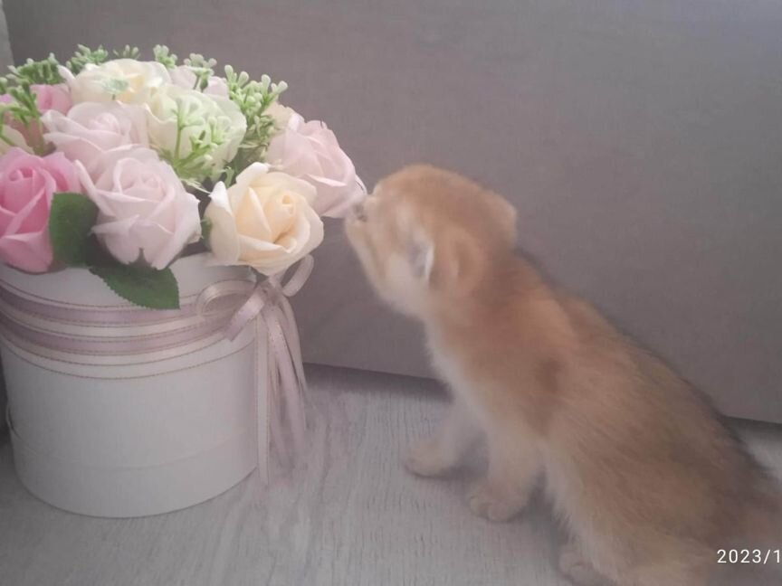 Котята золотая шиншилла