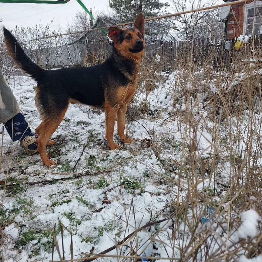 Собака в добрые руки