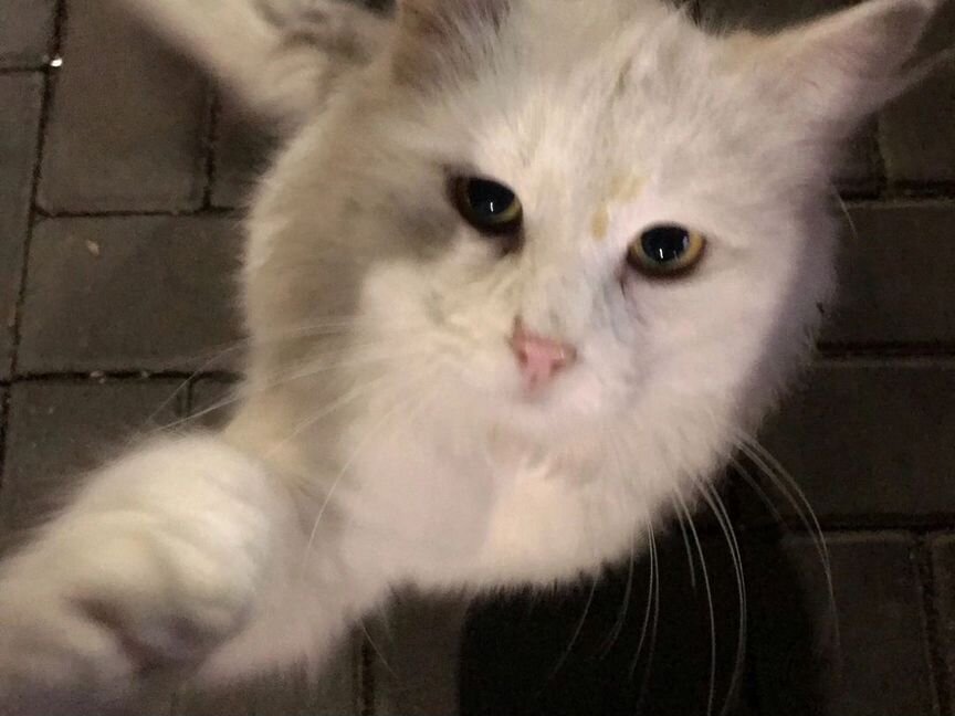 Турецкая ангора мальчик, подбросили во двор