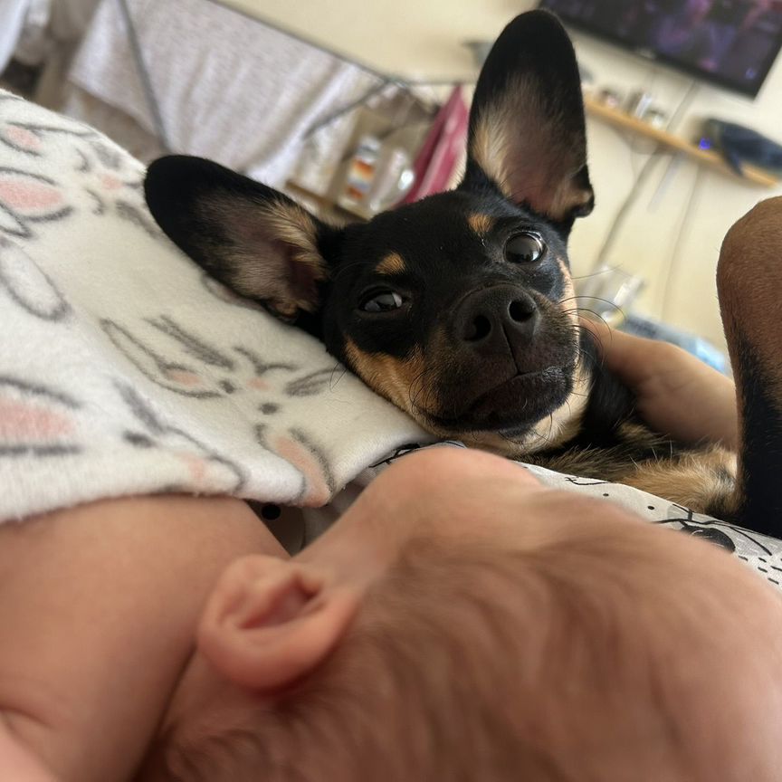 Отдам в добрые руки собачку по кличке Плюша