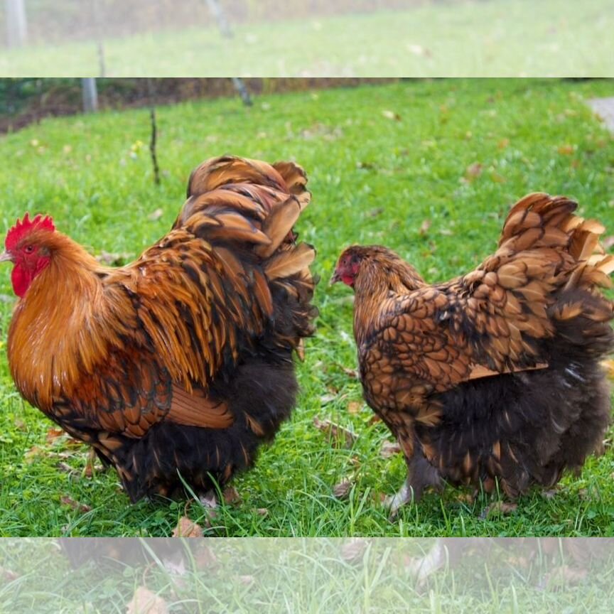 Курицы несушки
