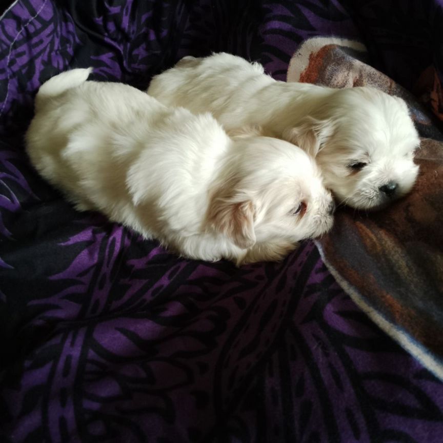 Щенки болонки