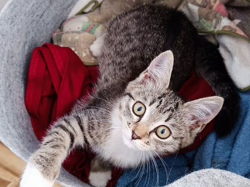 Котенок в добрые руки