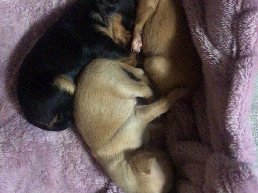 Мини той-терьер щенки