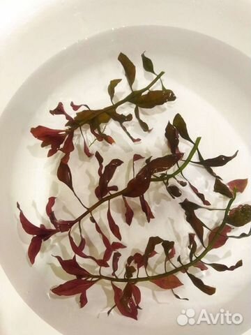 Людвигия рубин