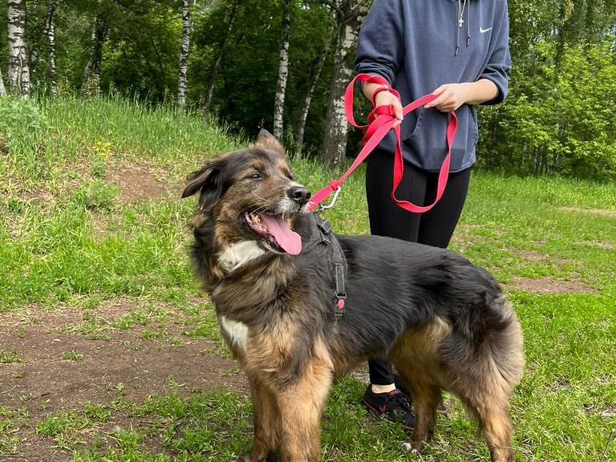 Собаки бесплатно