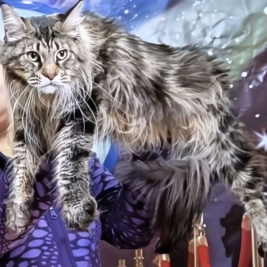 Мейн-кун, взрослая кошка