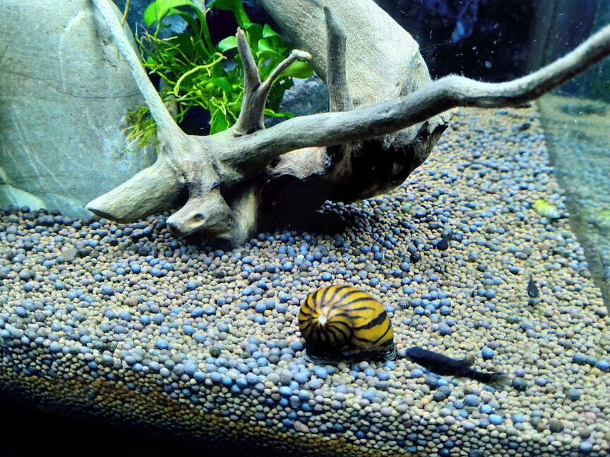 Улитка неретина