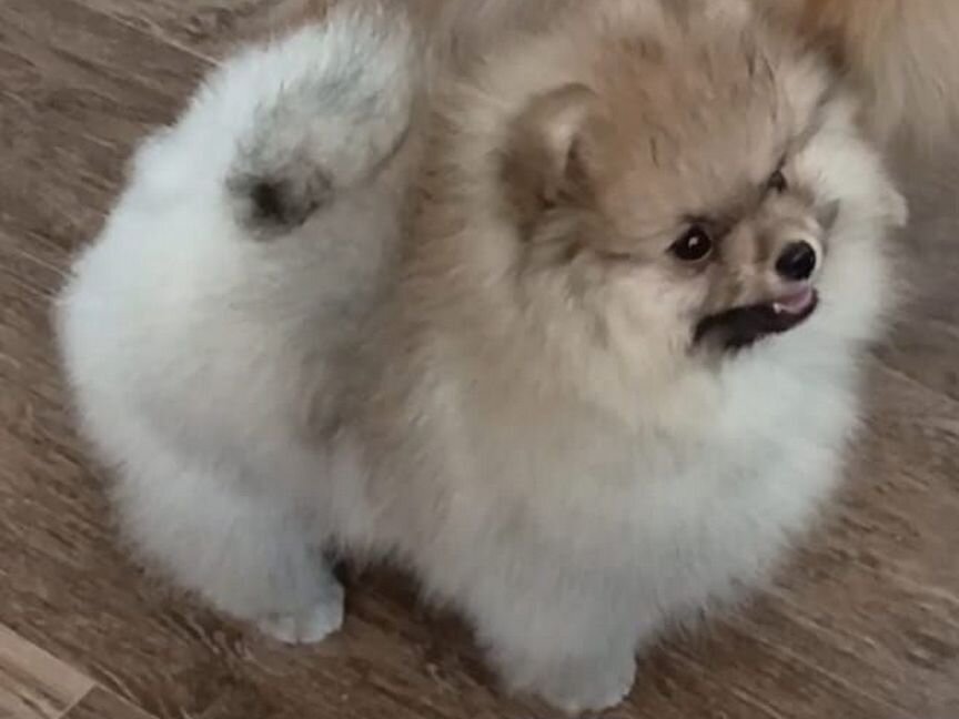 Померанский шпиц медвежьего типа