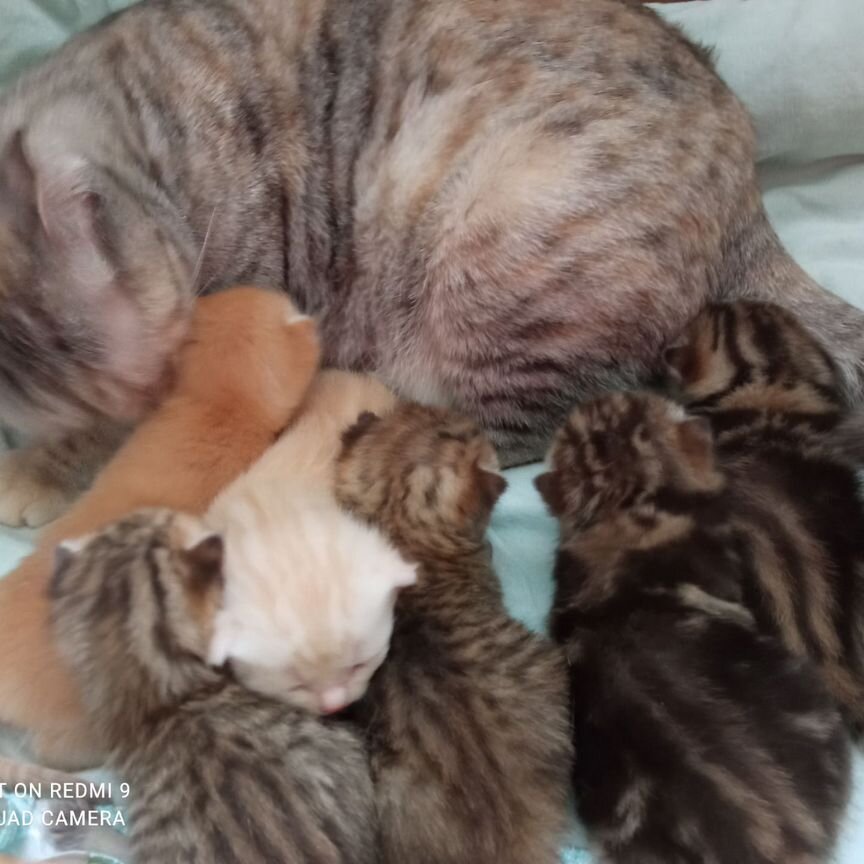 Котята шотландцы вислоухие