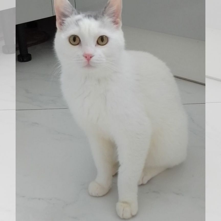 Белые котики