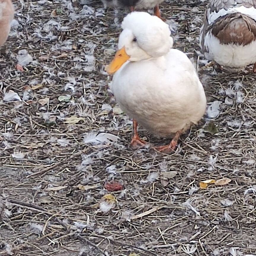 Утки хохлатые