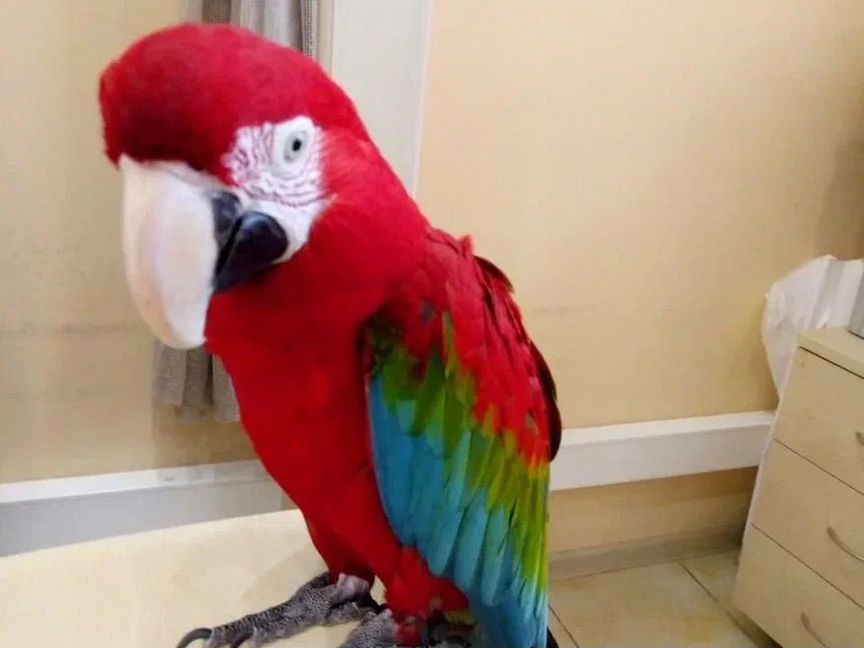 Прилетел попугай