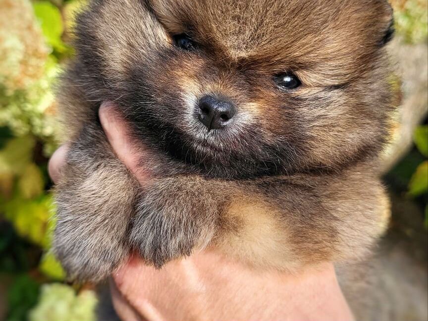 Померанский шпиц щекастый мальчик