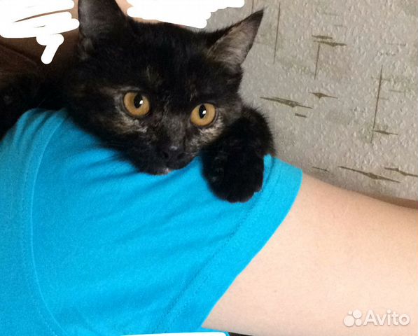 Кошечки ищут свой домик