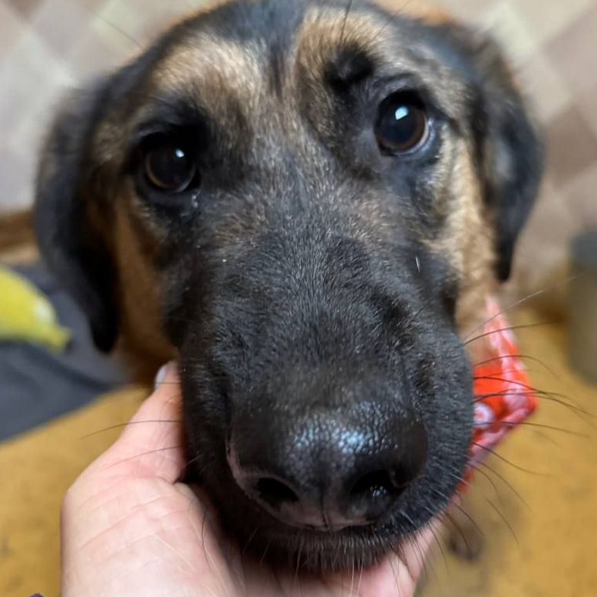 Взрослый пёс в добрые руки