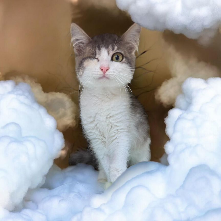 Котенок Лея в добрые руки