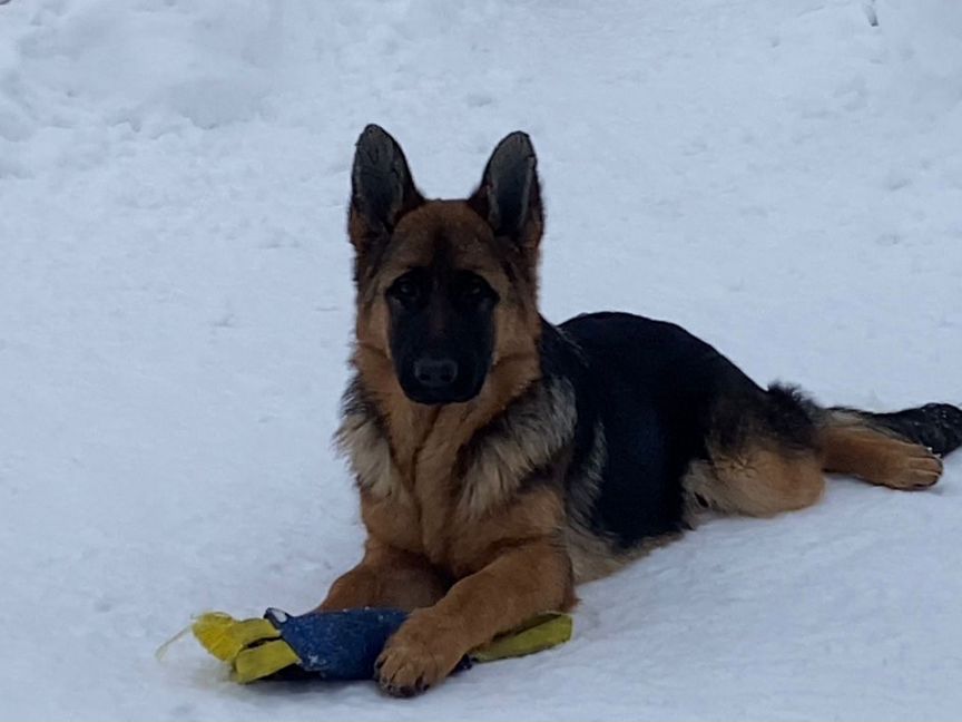 Немецкая овчарка, 5 мес