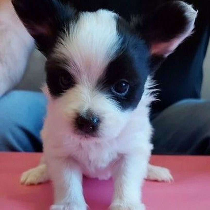 Щенки папийона