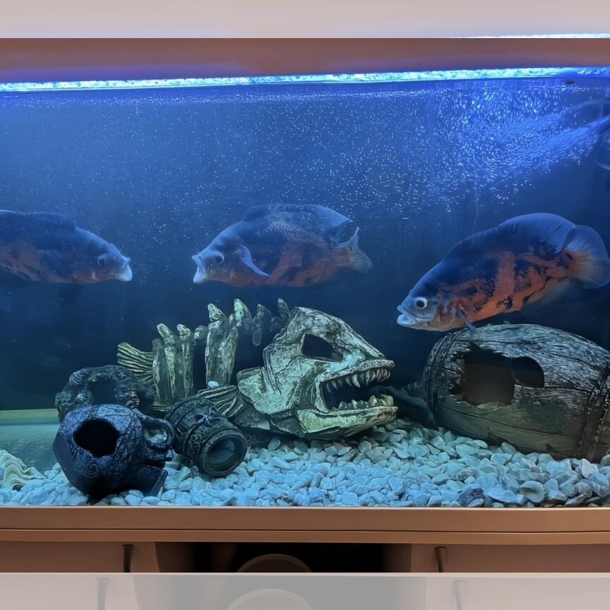 Астронотусы tiger Цихлиды