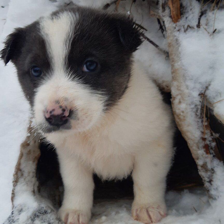 Щенок в добрые руки