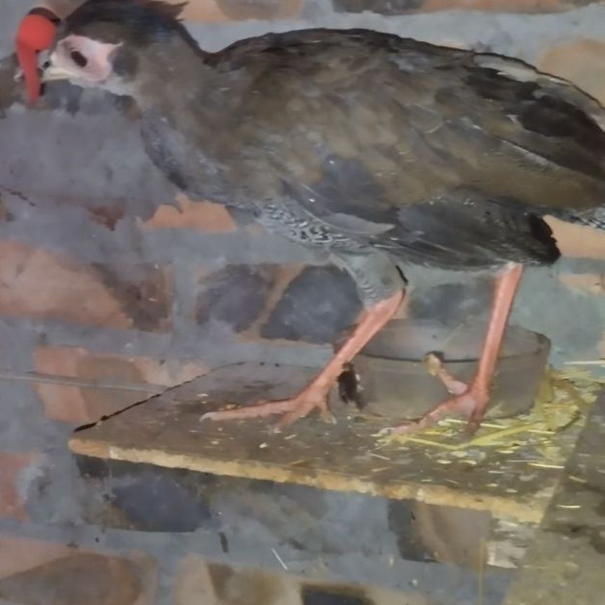 Серебряные фазаны