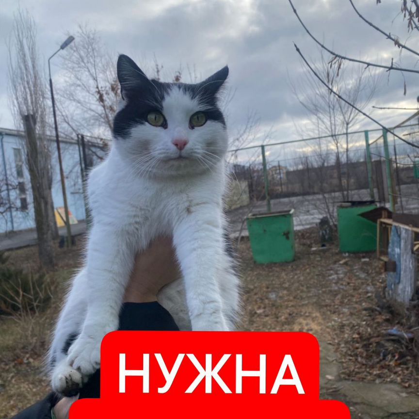Кошка замёрзнет на улице
