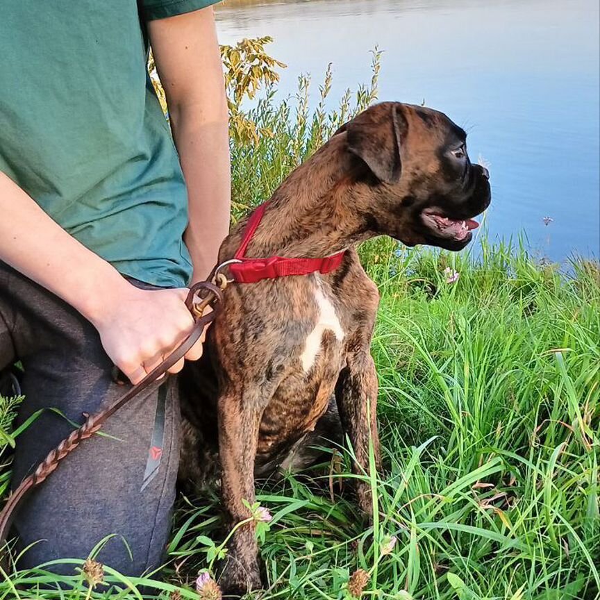 Девочка немецкого боксера РКФ