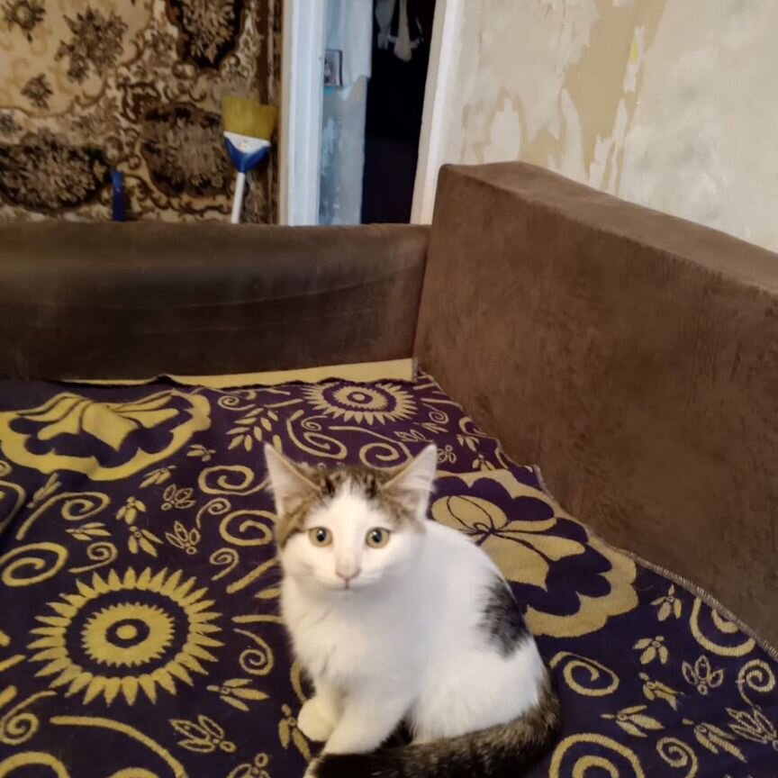 Милый котёнок