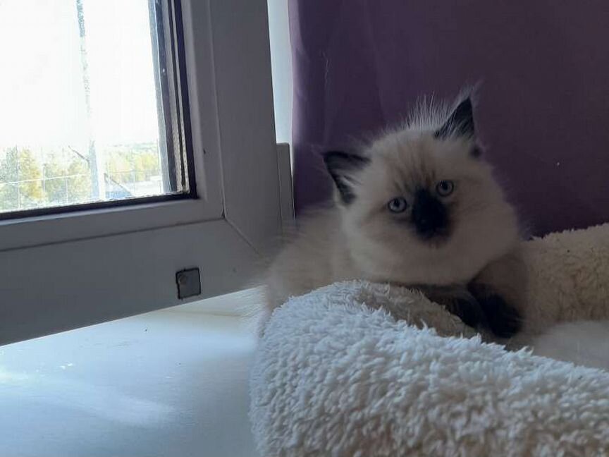 Невская маскарадная