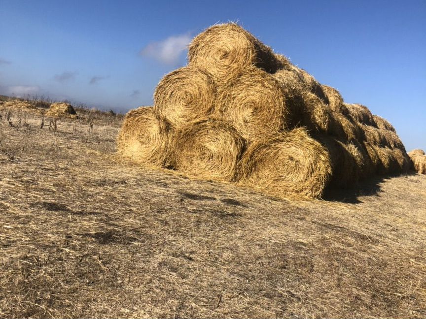 Солома овсяная