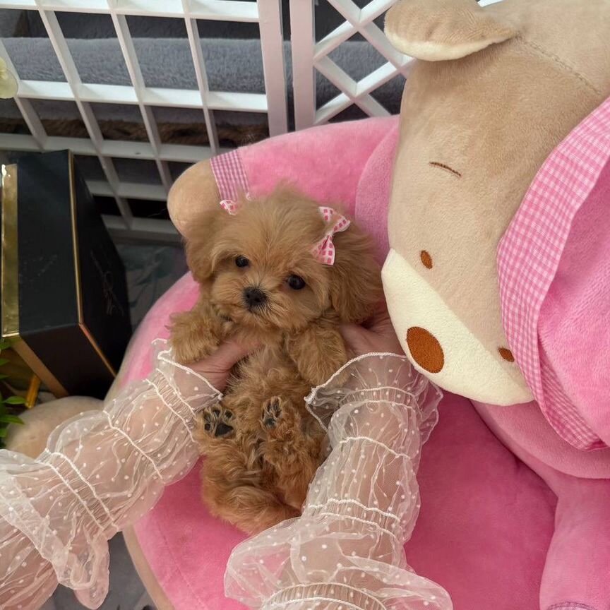 Мальтипу, щенок