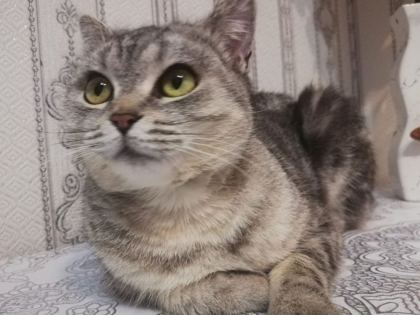 Британка девочка 8 мес