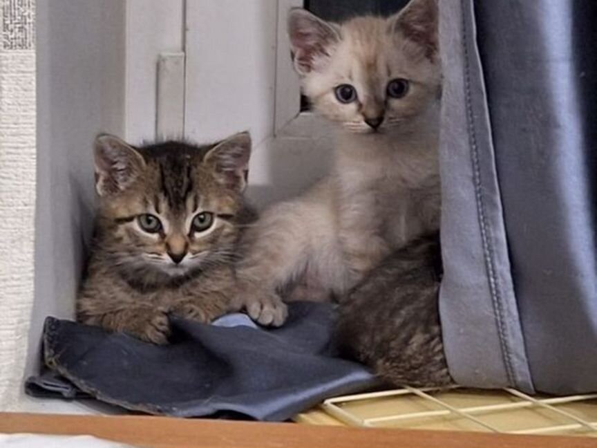 Ищем передержку кошке с котятами