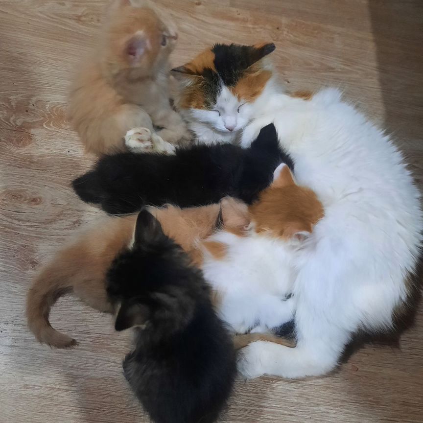 Котята в добрые руки бесплатно