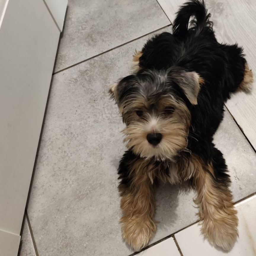 Йоркширский терьер, щенок