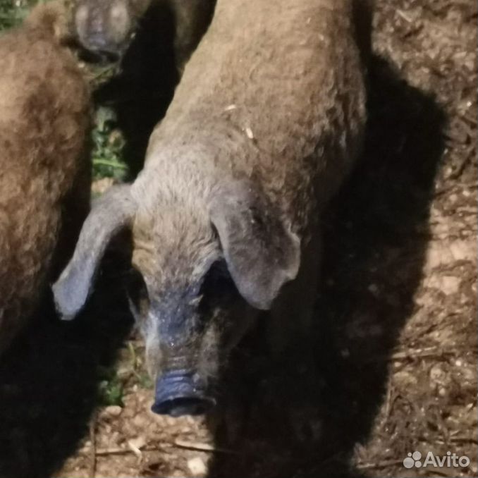 Поросята венгерской мангалицы