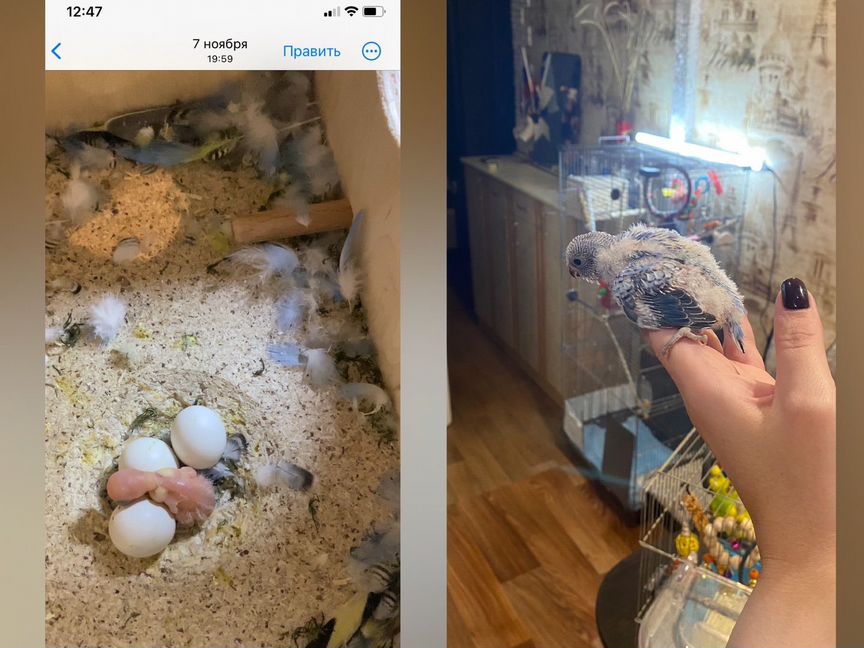 Птенцы волнистых попугаев