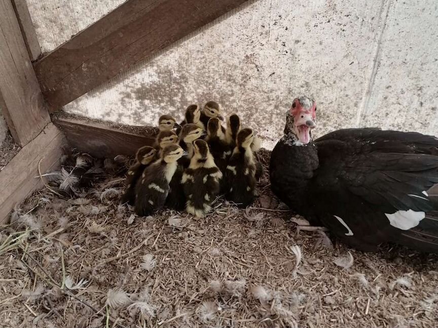 Индоутка с утятами