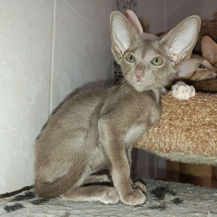 Лиловый ориентальный кот