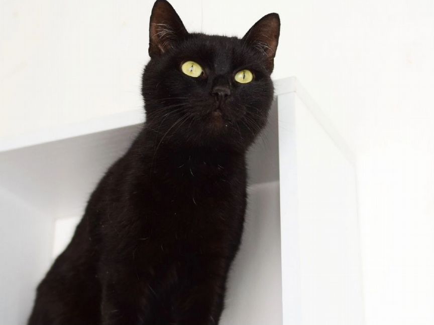 В добрые руки