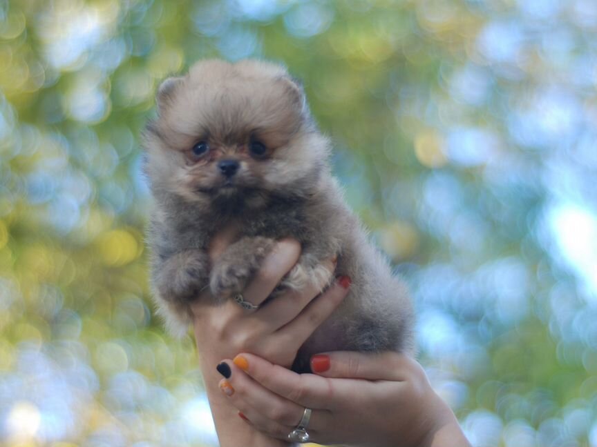 Щенки шпица, мини и микро