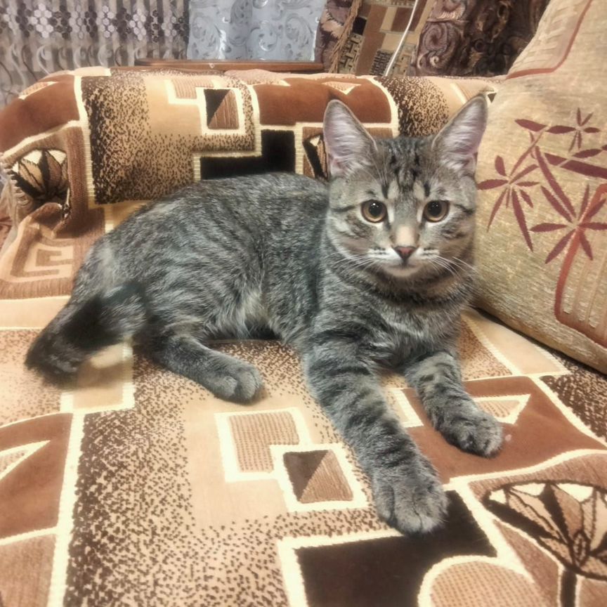 Кот